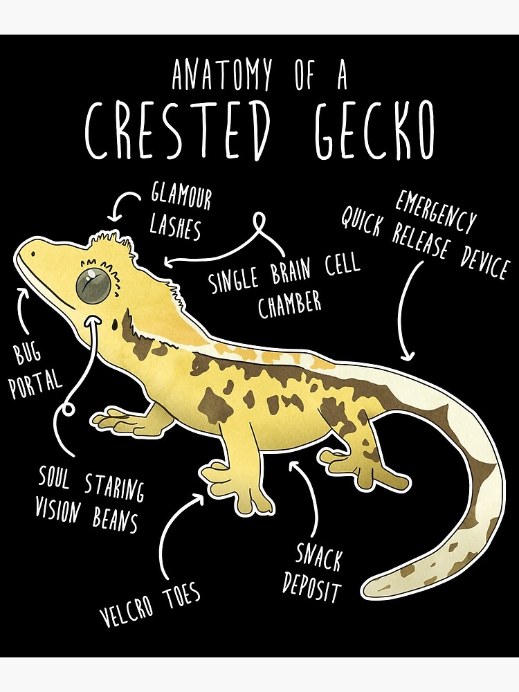Crested Gecko Anatomy Crested Gecko Anatomy | The Crested Gecko From