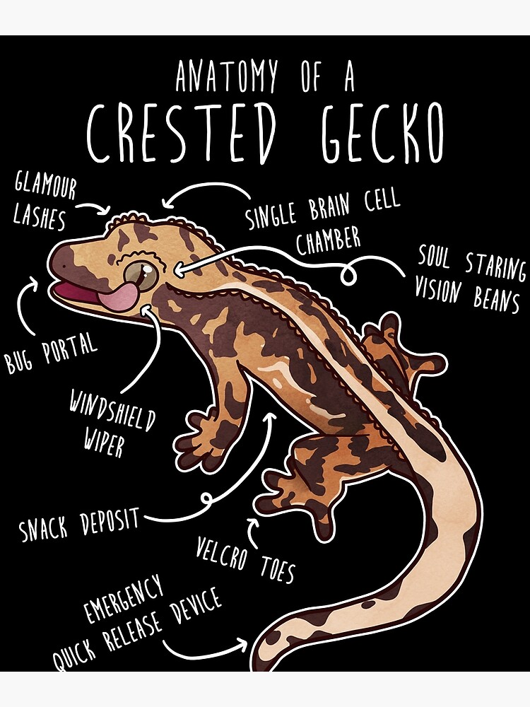 "Crested Gecko Lizard Reptile Anatomy" Poster for Sale by Psitta ...