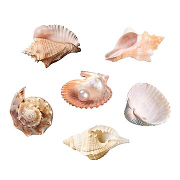 "Seashell Pack" Sticker for Sale by BrandysBundles | Redbubble