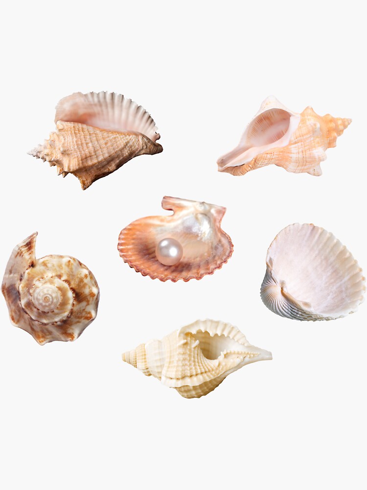 "Seashell Pack" Sticker for Sale by BrandysBundles | Redbubble