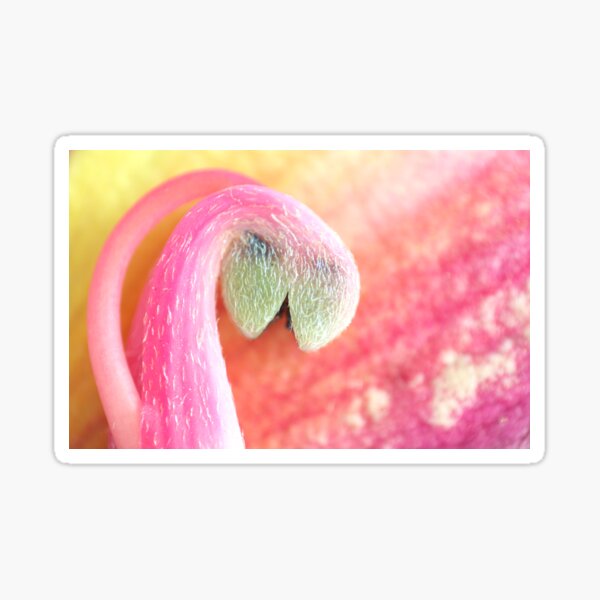 "Tickled Pink " Sticker for Sale by CassieGannon | Redbubble