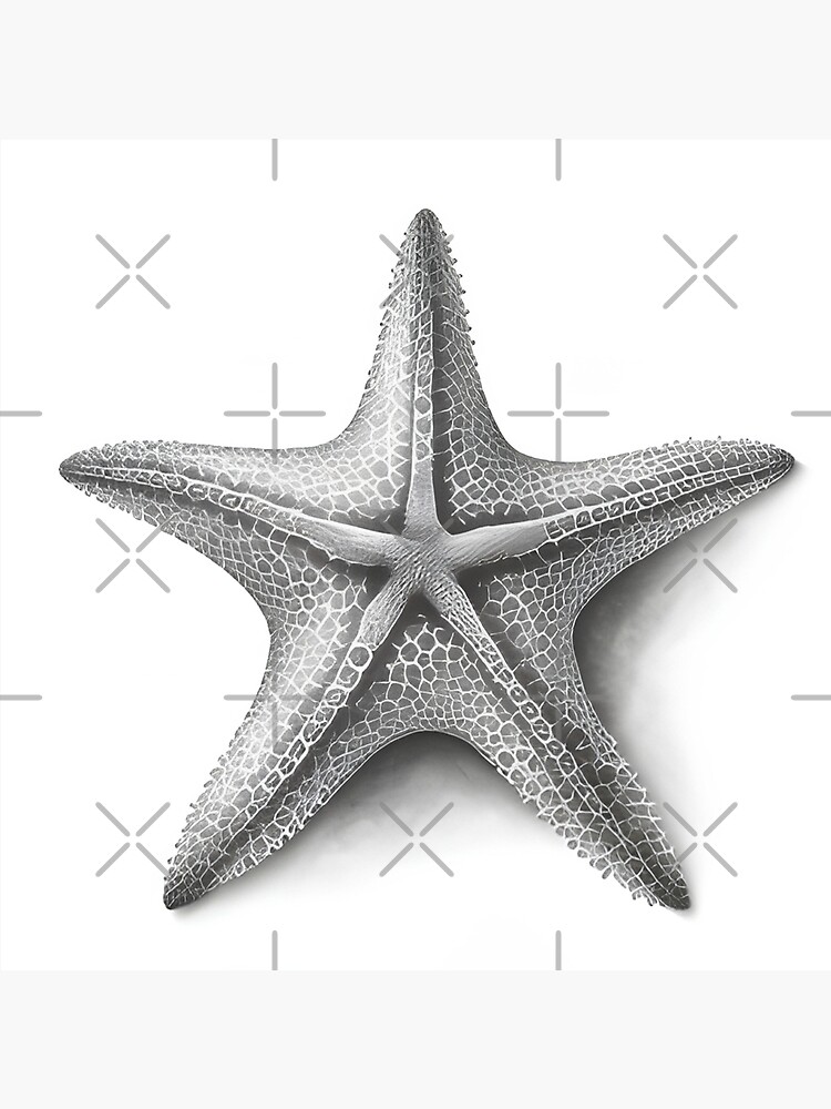 "Black and white starfish drawing" Art Board Print for Sale by Pencil ...