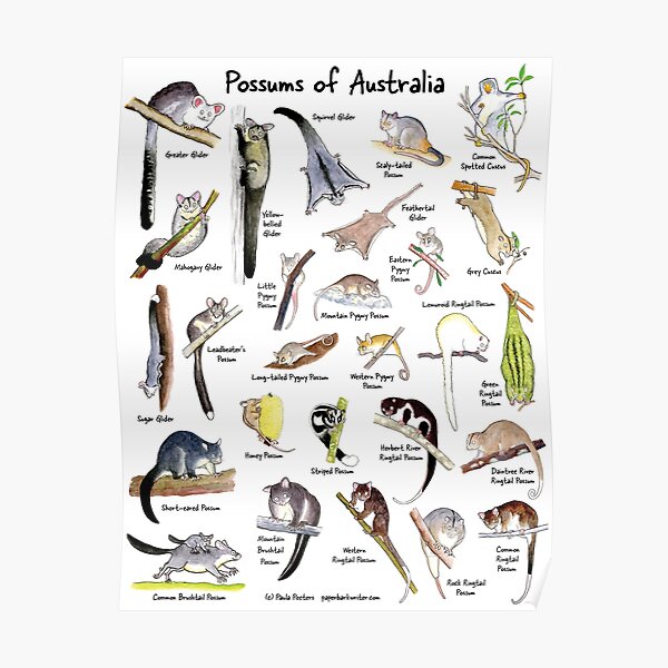 "Possums of Australia (with names)" Poster for Sale by PaperbarkW ...