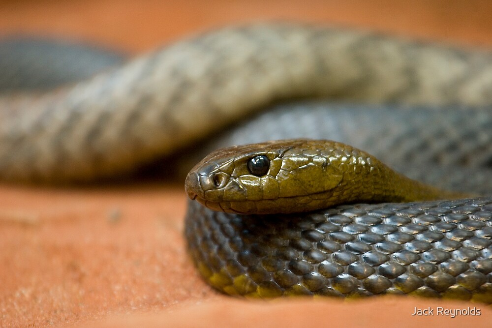 "Fierce Snake" by Jack Reynolds | Redbubble