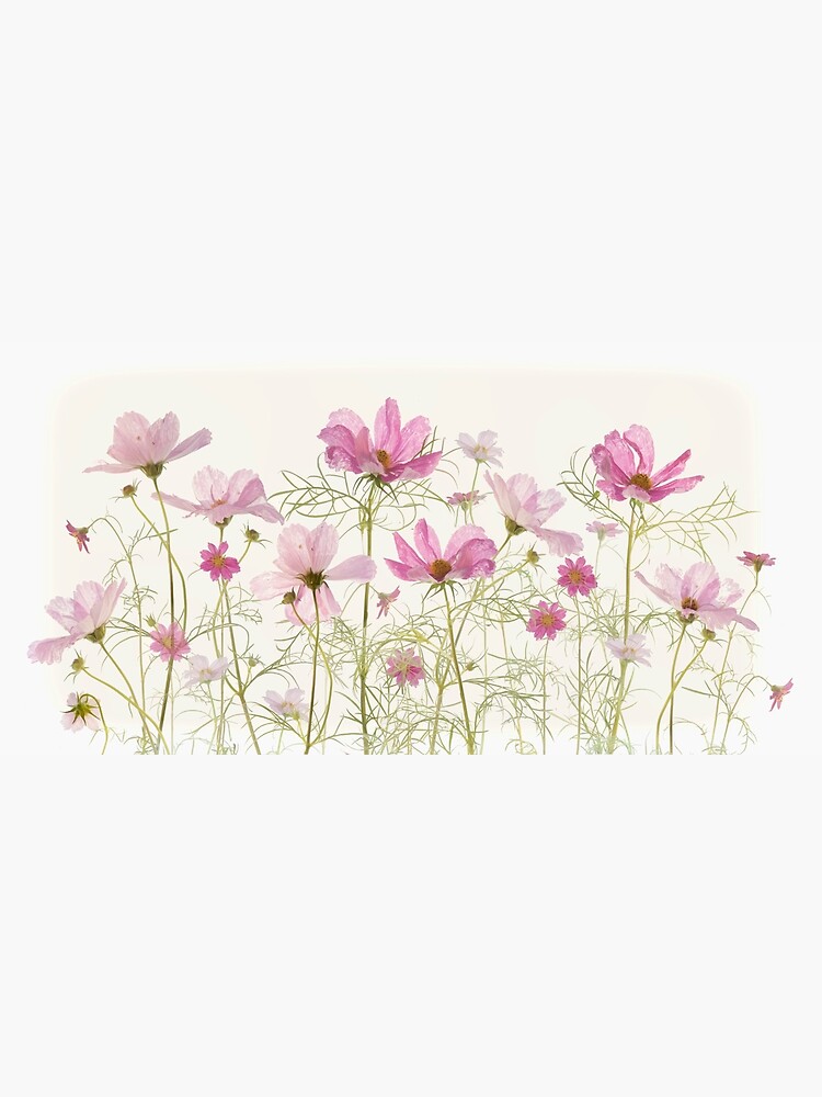 "Cosmea" Poster by Fillustraties | Redbubble