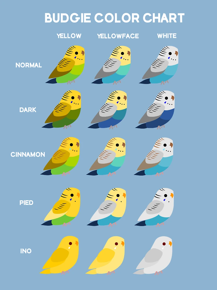 Parakeet Color Chart