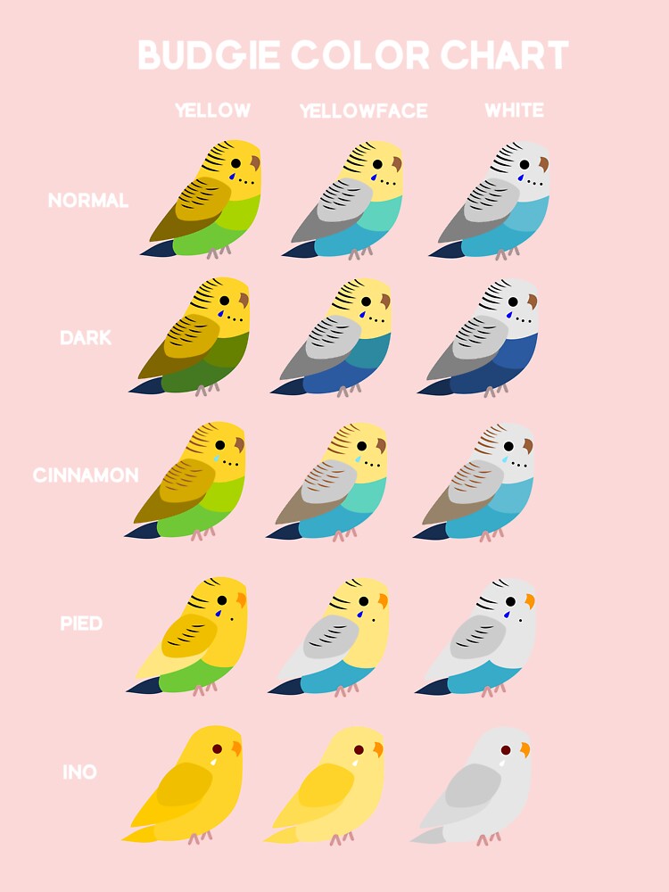 Parakeet Color Chart
