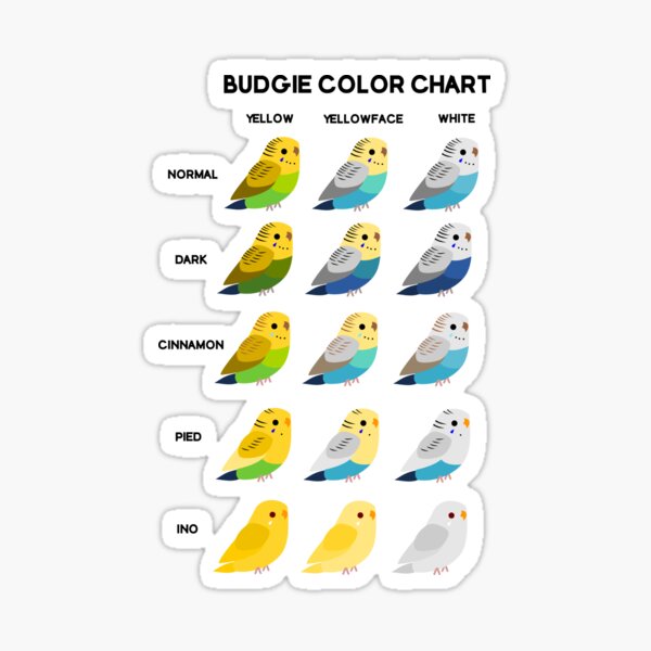 Parakeet Color Chart