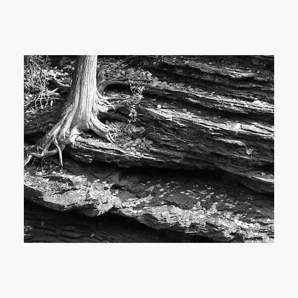 Lámina fotográfica «Raíz de árbol de cedro y pizarra» de jrier | Redbubble