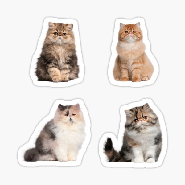 "Cute Fluffy Persian Cat " Sticker for Sale by allaboutSticker | Redbubble