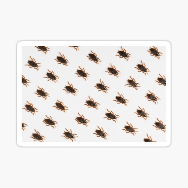 "Cockroaches on a white background" Sticker by adamnixon | Redbubble