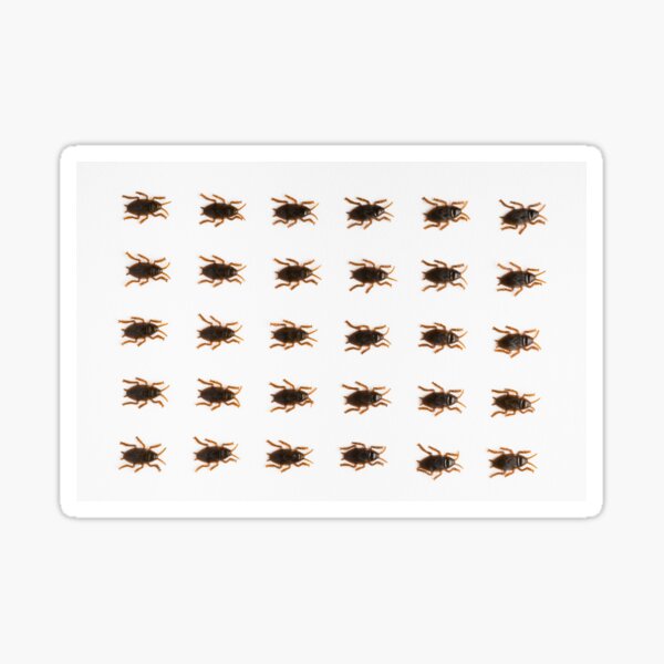 "Cockroaches on a white background" Sticker for Sale by adamnixon ...