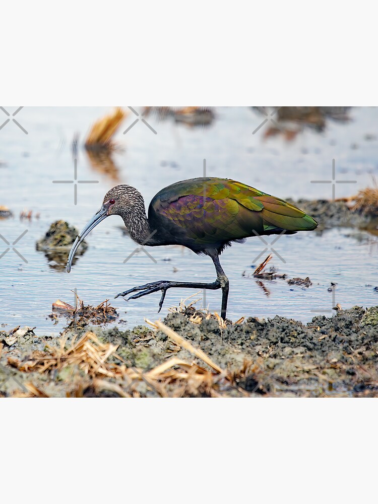 "Glossy Ibis " Sticker for Sale by CarolM | Redbubble