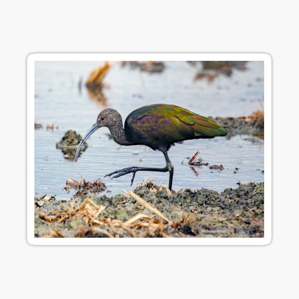 "Glossy Ibis " Sticker for Sale by CarolM | Redbubble