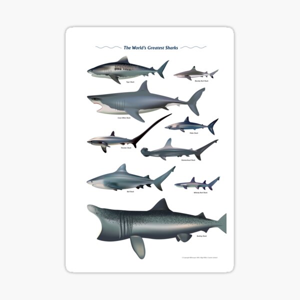 "Shark Illustration - Worlds Greatest Sharks" Sticker for Sale by ...