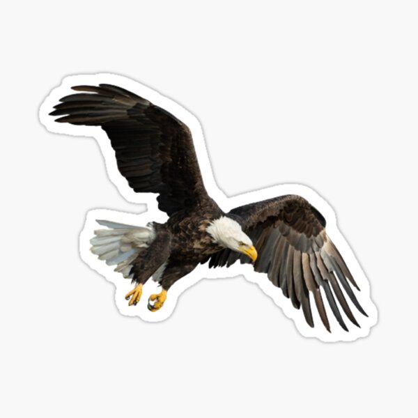 "Bald Eagle Flying" Sticker for Sale by Yaa2 | Redbubble