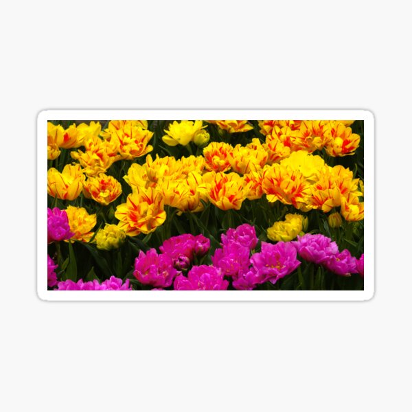 "Firecrackers " Sticker for Sale by TomikoKH19 | Redbubble