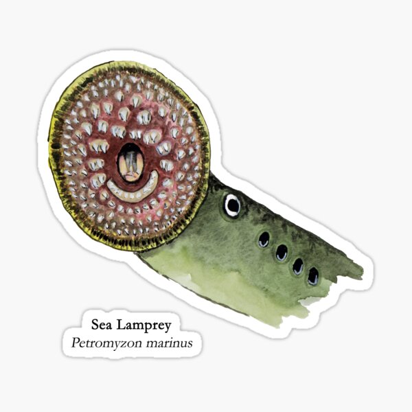 Lamprey Mouth Diagram Sea Lamprey | Diet, Life Cycle, & Facts