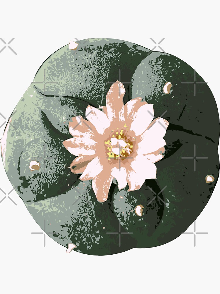 Peyote Cactus Art