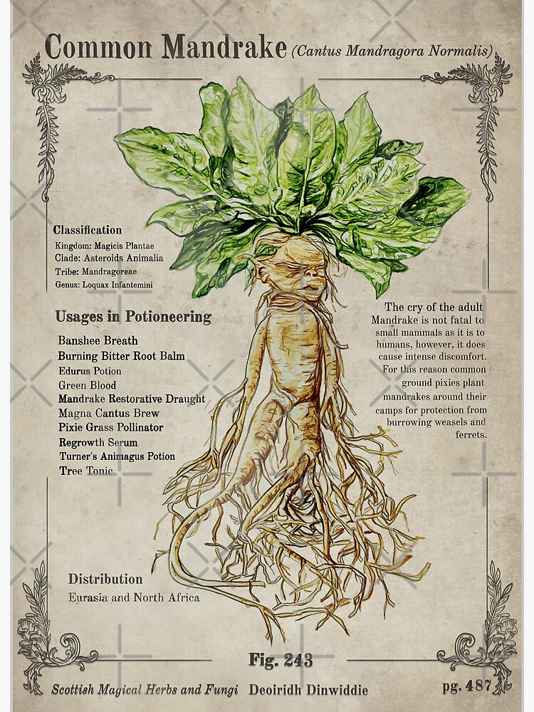 "Magical Mandrake Herbology" Art Board Print for Sale by DrawBotanical ...