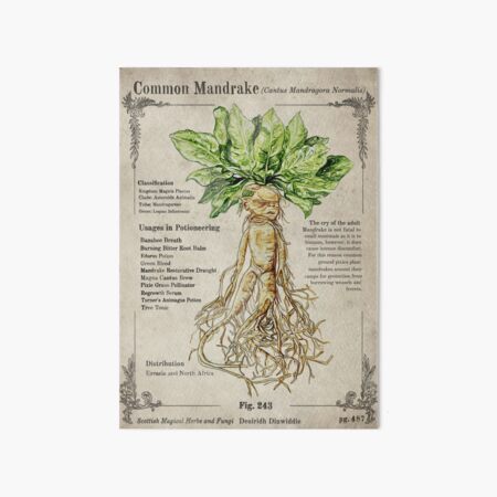 "Magical Mandrake Herbology" Art Board Print for Sale by DrawBotanical ...