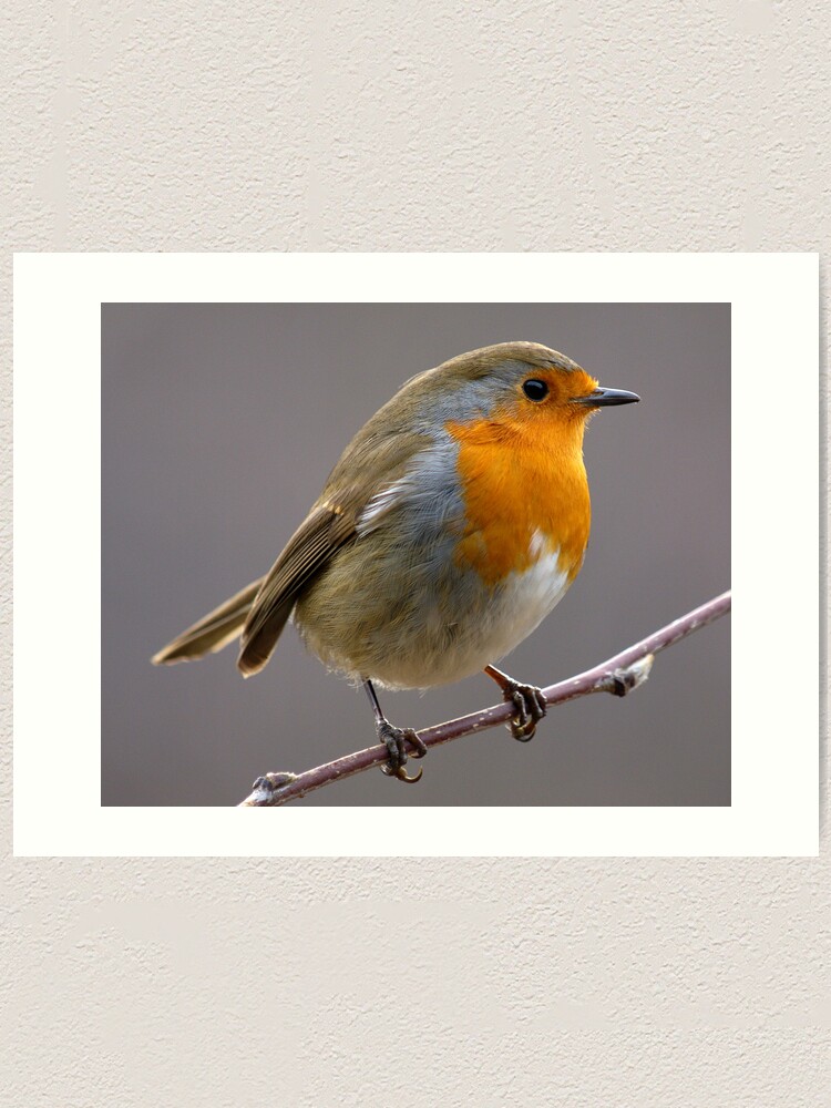 "European Robin" Art Print for Sale by RogerB | Redbubble