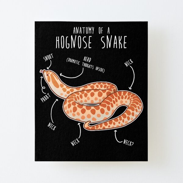 Snake External Anatomy