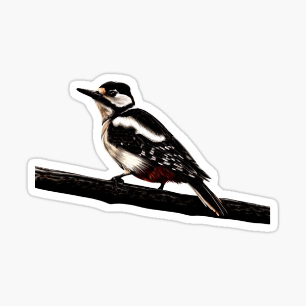 "Great spotted woodpecker" Sticker for Sale by LorenDowding | Redbubble