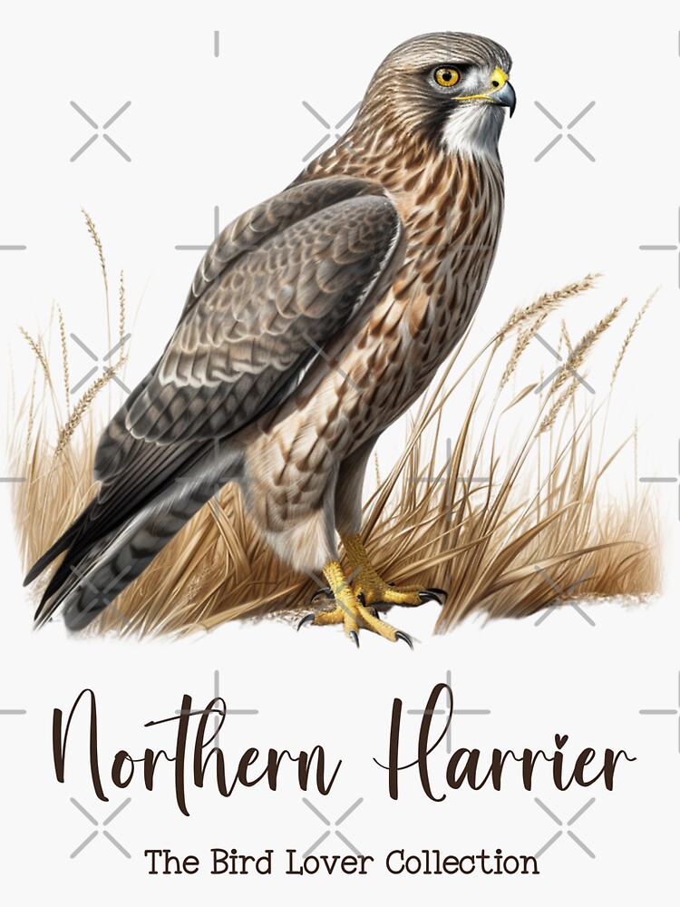 "Northern Harrier - The Bird Lover Collection" Sticker for Sale by ...