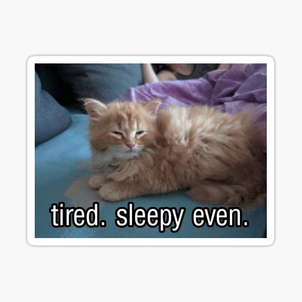 "Cute Cat Meme" Sticker for Sale by CozyHobbyCorner | Redbubble