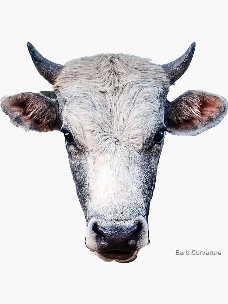 "Bull Head" Sticker for Sale by EarthCurvature | Redbubble