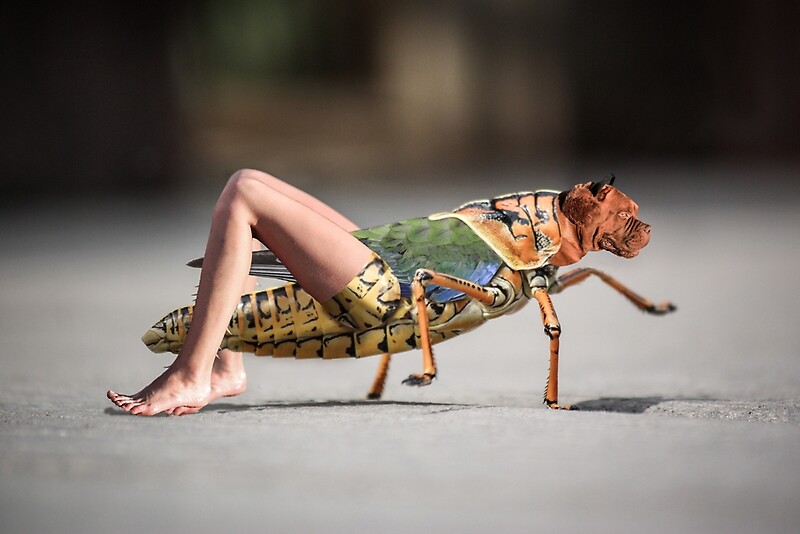 "Chimera Bug" by Randy Turnbow | Redbubble