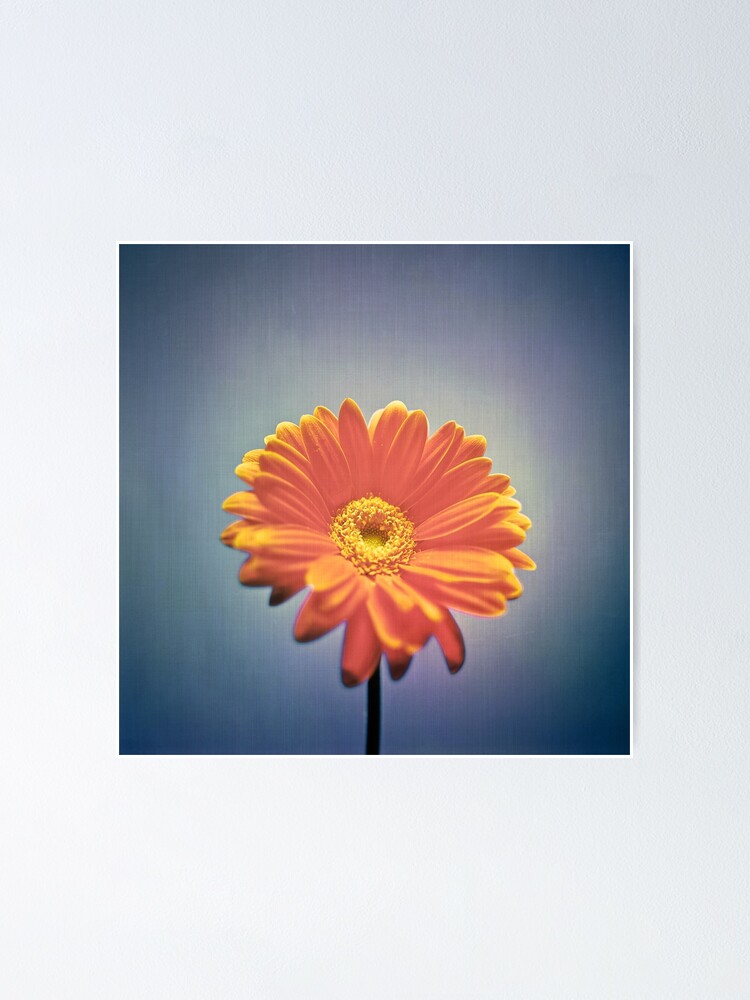 "Classic Daisy" Poster for Sale by YoPedro | Redbubble