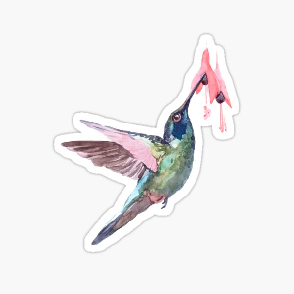 "Colibri" Sticker for Sale by RNIArt | Redbubble