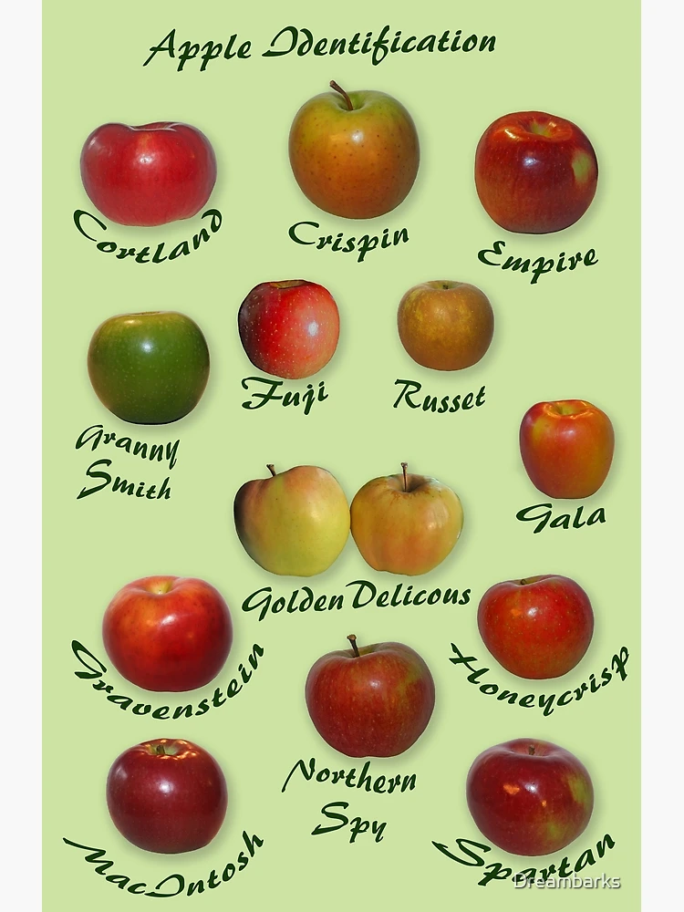 Apple Identification Chart All Apple Varieties Washington Apples