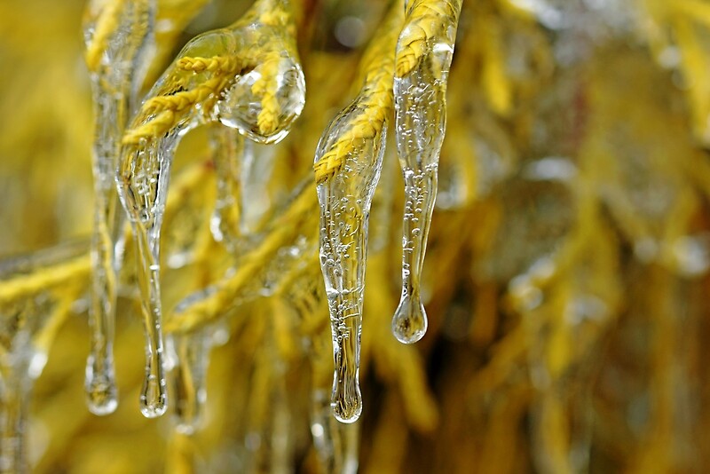 "Icy Gold" by Debbie Oppermann | Redbubble