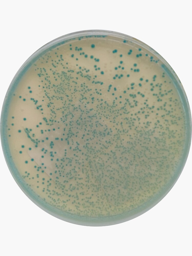 "E.coli on TBX agar" Sticker for Sale by fromthelab | Redbubble