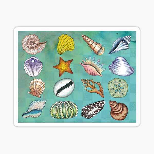 "Seashell Drawing" Sticker for Sale by bellamells | Redbubble