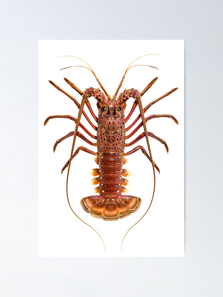 "Western Rock Lobster" Poster for Sale by vincedoranart | Redbubble