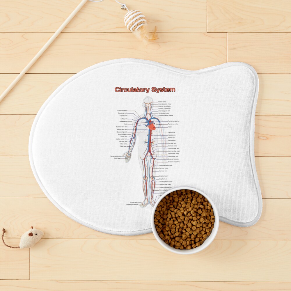 "Circulatory System Diagram " Sticker for Sale by Weird-Artss | Redbubble