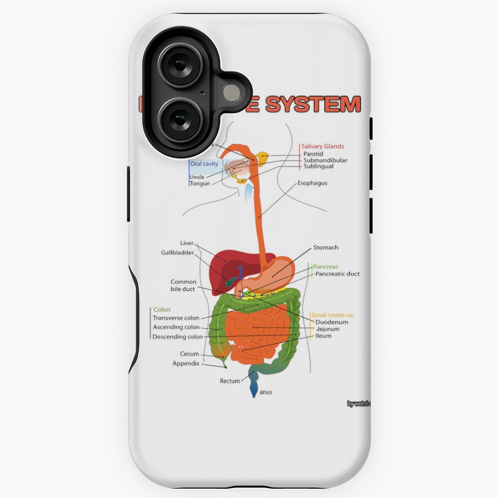 "Digestive System Diagram " Sticker for Sale by Weird-Artss | Redbubble