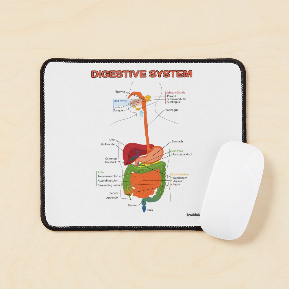 "Digestive System Diagram " Poster for Sale by Weird-Artss | Redbubble