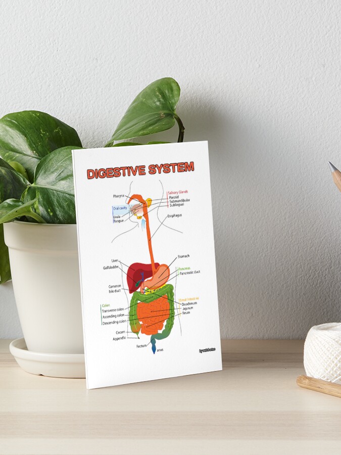 "Digestive System Diagram " Art Board Print for Sale by Weird-Artss ...