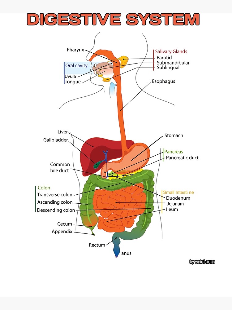 "Digestive System Diagram " Apron for Sale by Weird-Artss | Redbubble