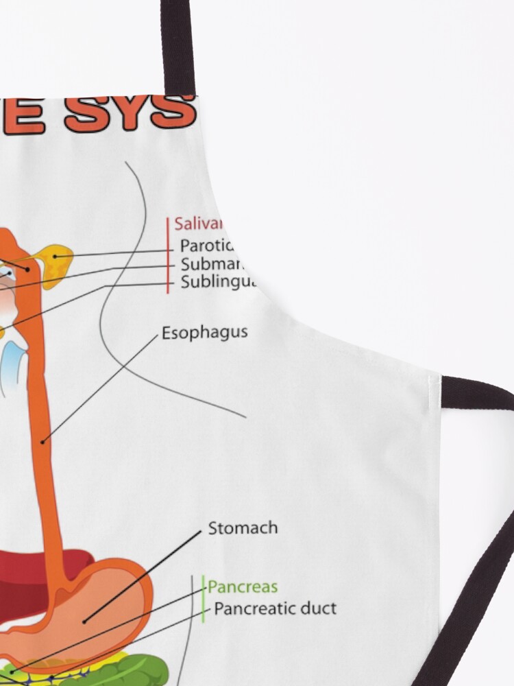 "Digestive System Diagram " Apron for Sale by Weird-Artss | Redbubble