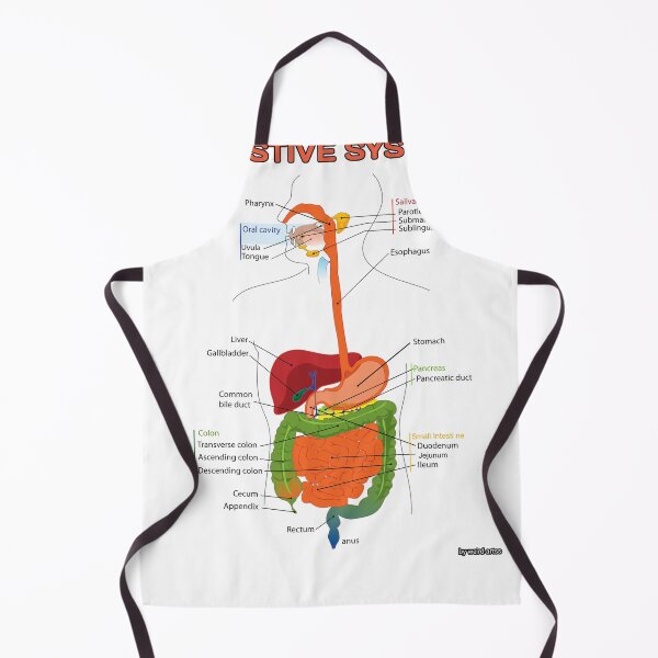 "Digestive System Diagram " Apron for Sale by Weird-Artss | Redbubble