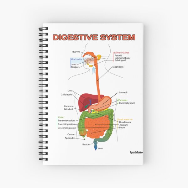 "Digestive System Diagram " Journal for Sale by Weird-Artss | Redbubble