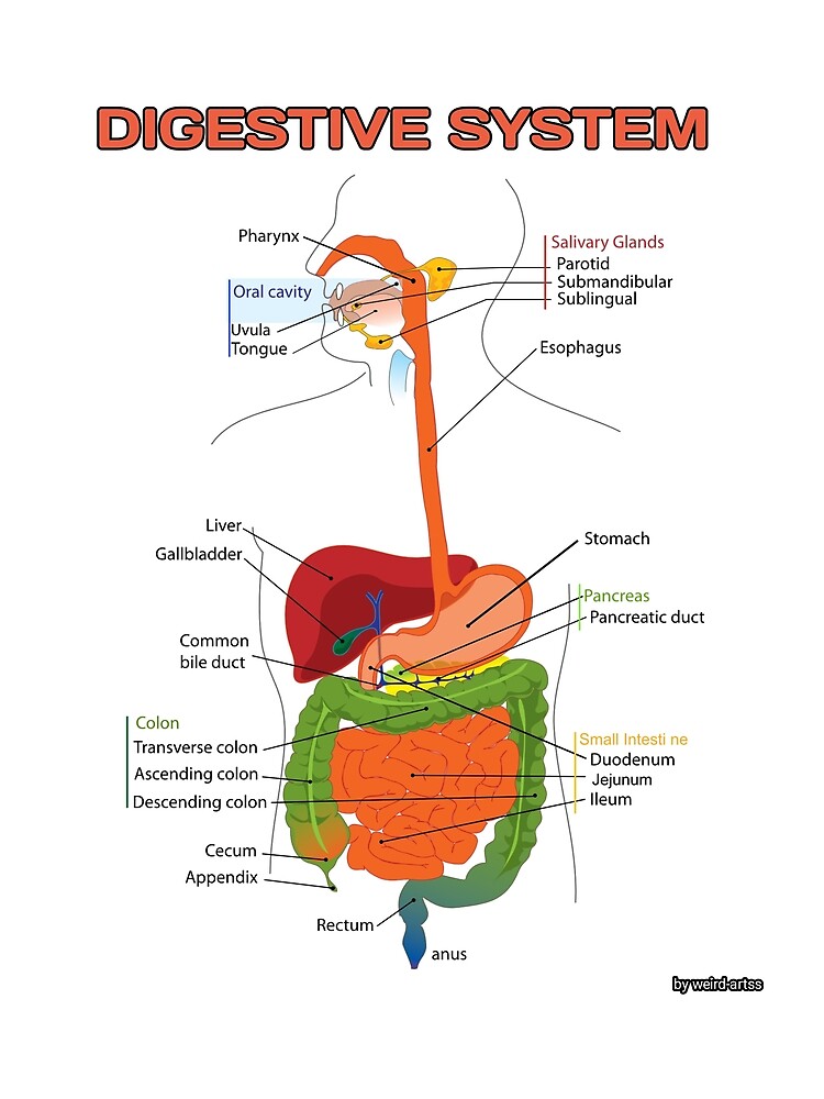 "Digestive System Diagram " Poster for Sale by Weird-Artss | Redbubble