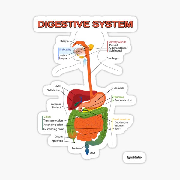 "Digestive System Diagram " Sticker for Sale by Weird-Artss | Redbubble