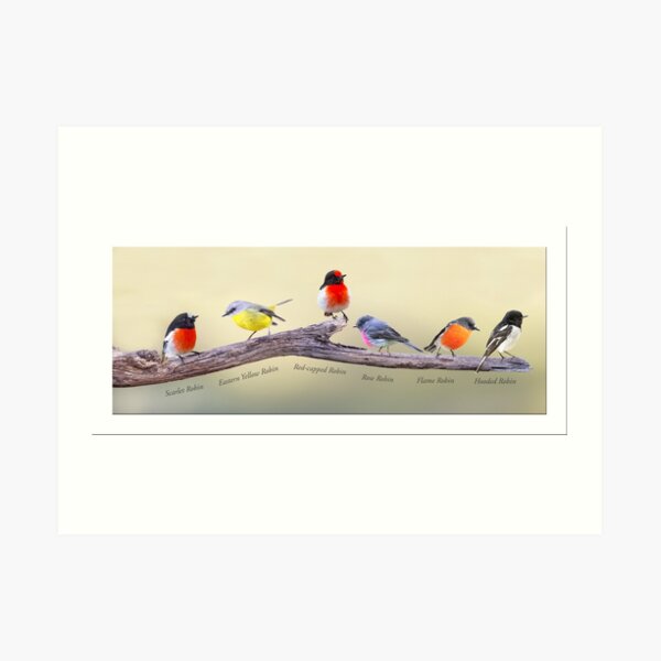 "Australian Robins Collage" Art Print for Sale by Seesee | Redbubble